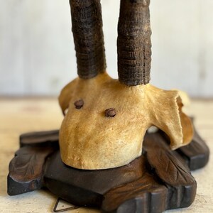 Old Chamois Skull Alpine Mountain Goat Trophy Wall Hanging Oak Leaf ...