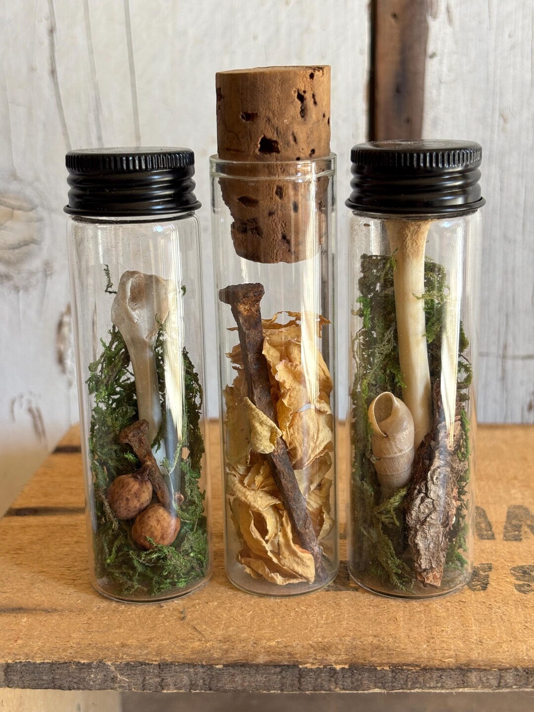 Cruelty Free Bones and Moss Terrarium, Vulture Culture, Oddities ...