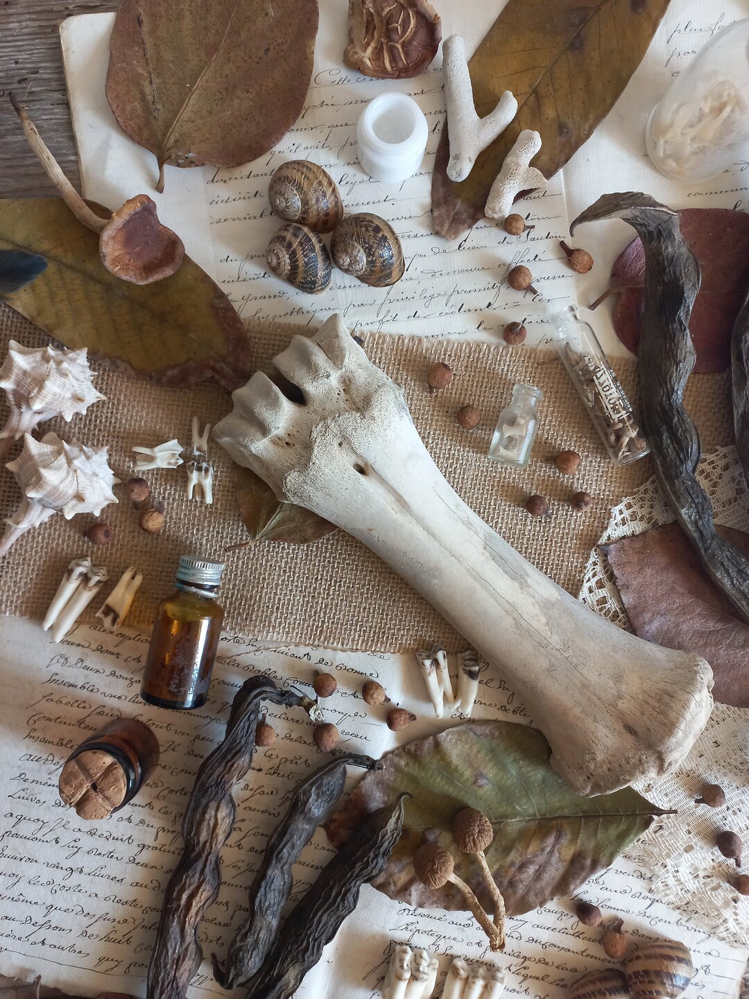 Old LARGE Leg Bone Wunderkammer Animal Totem Vulture Culture Oddities ...