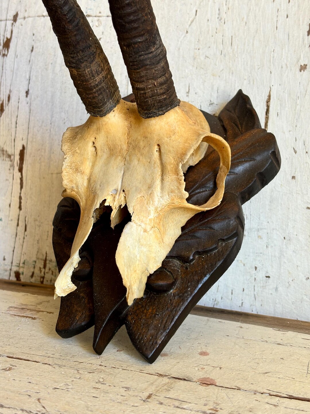 Old Chamois Skull Alpine Mountain Goat Trophy Wall Hanging Oak Leaf ...