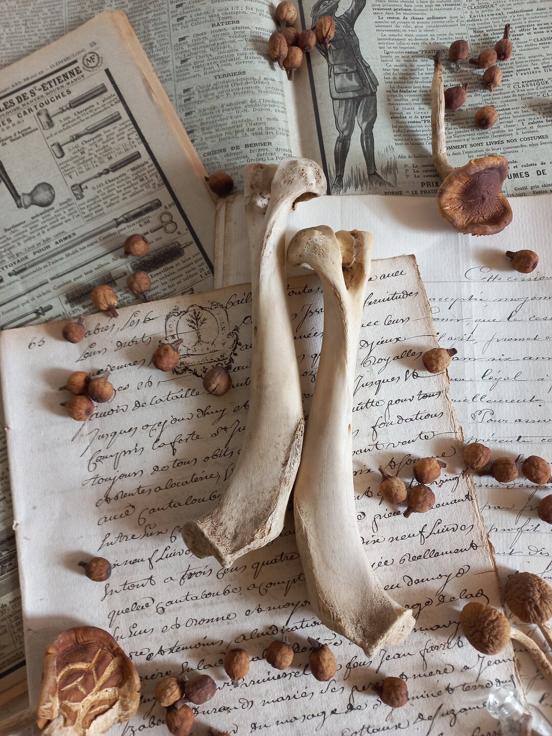 Naturally Sourced Limb Bones, Vulture Culture, Oddities and Curiosities ...
