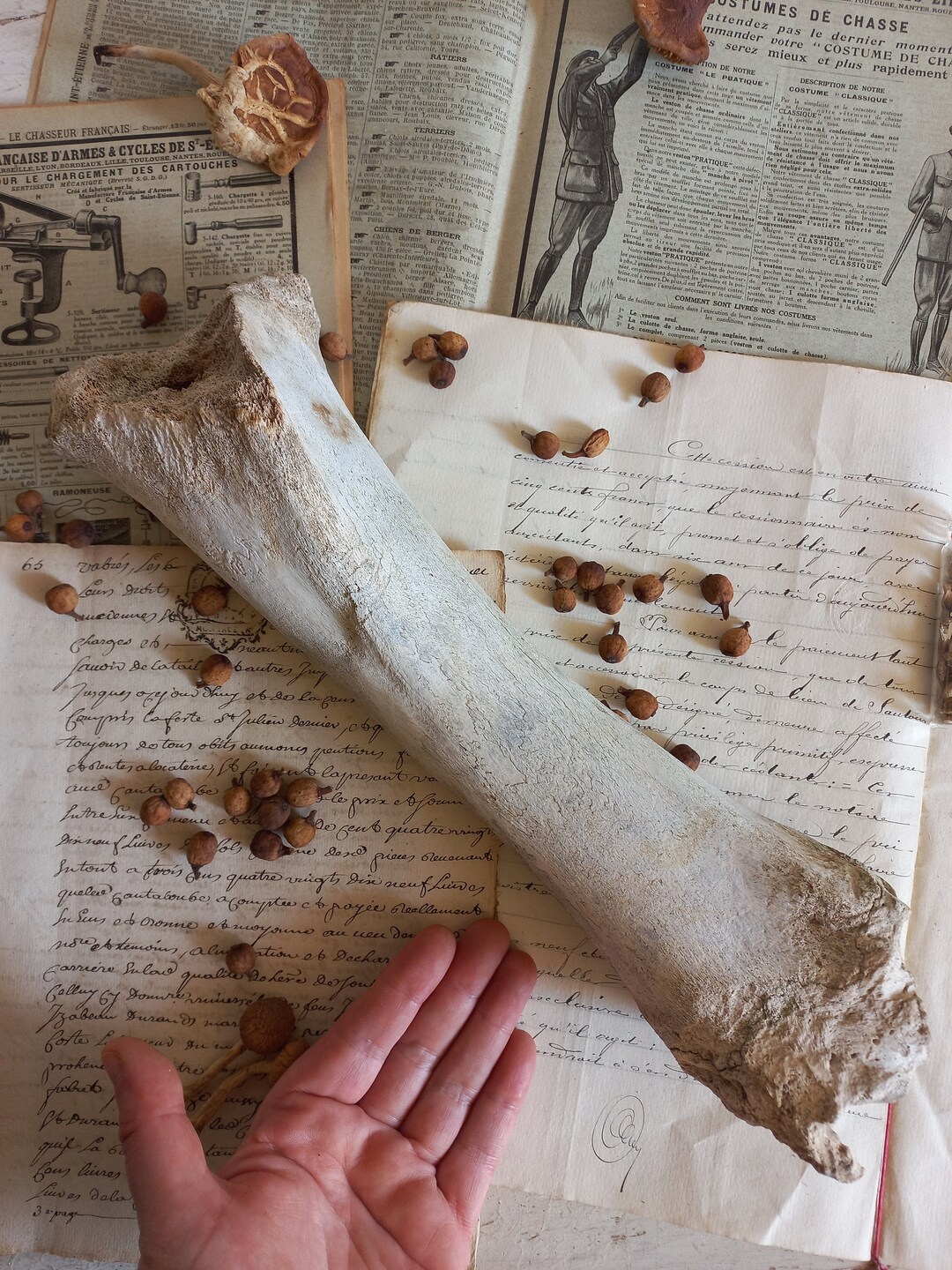 Old LARGE Leg Bone Vulture Culture Woody Patina Cabinet of Curiosities ...