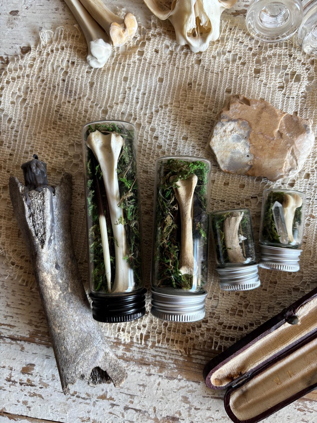 SET 6 Piece of Natural Specimens, ETHICAL Bones, Oddities, Ossuary ...