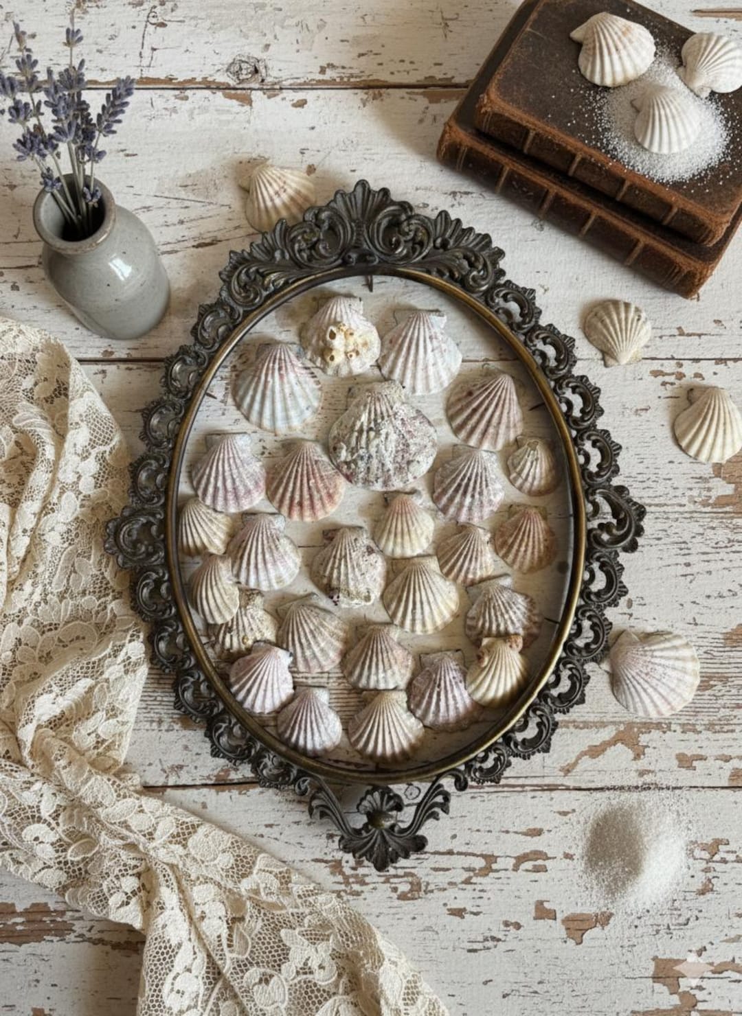 Scalop Seashells, Marine Specimens, Nautical Decor, Beach Themed Party ...