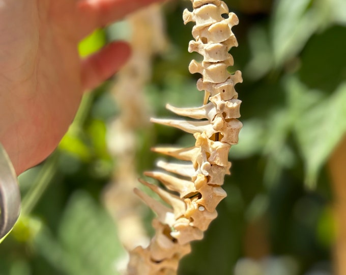 RARE Felis Catus Spine Vertebrae Vulture Culture Oddity Taxidermy ...