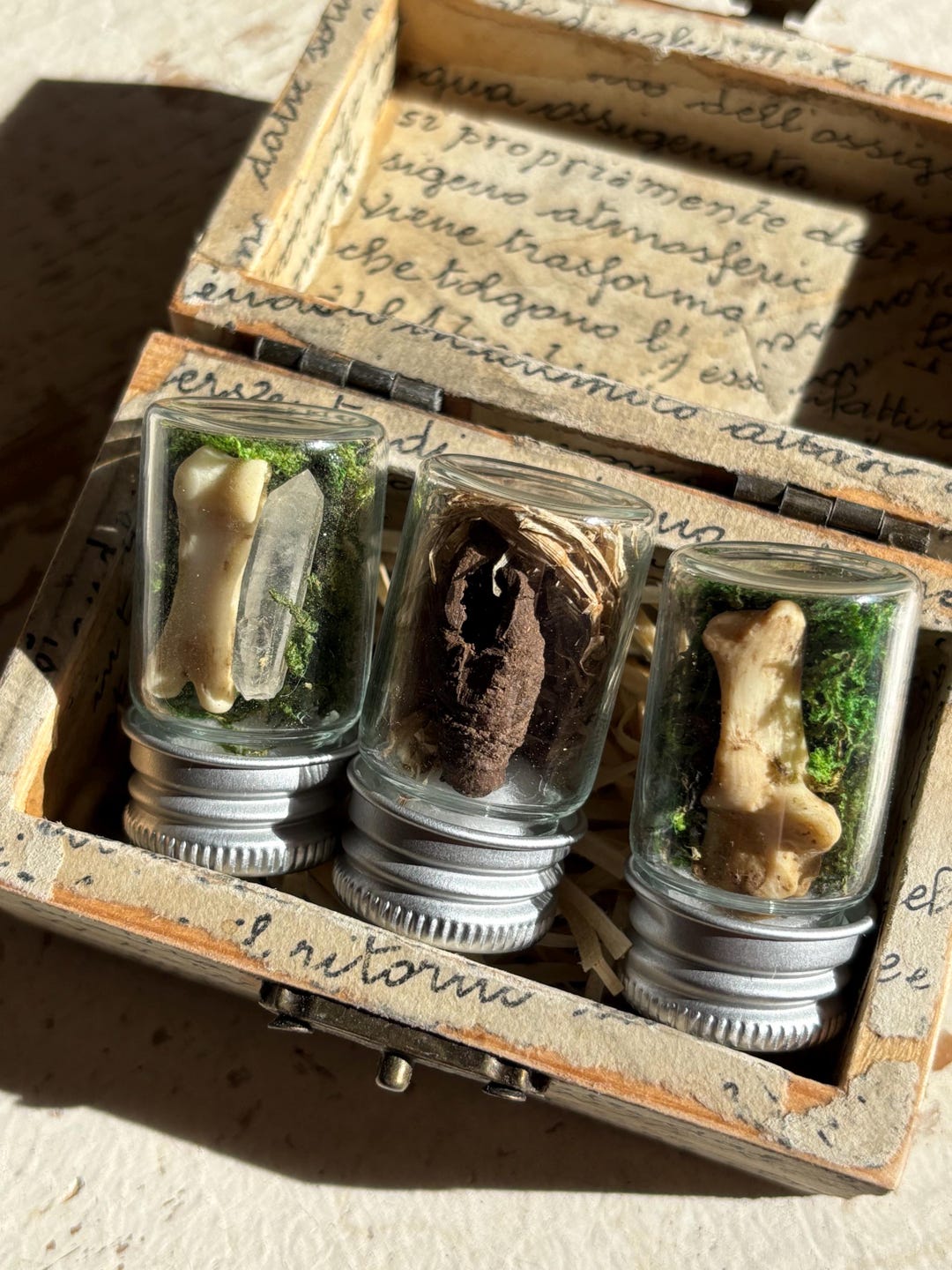 Natural History Collection, Box With 3 Vials, Wasp Nest, Bones ...