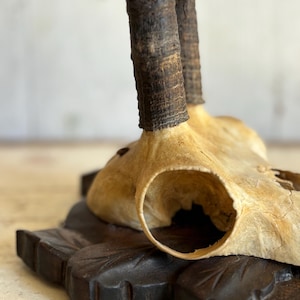 Old Chamois Skull Alpine Mountain Goat Trophy Wall Hanging Oak Leaf ...