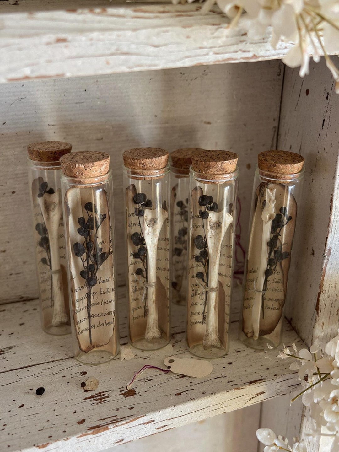 2 Clear Glass Display Vials With ETHICAL Bones, Curio Shelf, Specimen ...