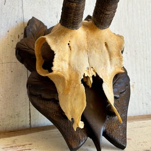 Old Chamois Skull Alpine Mountain Goat Trophy Wall Hanging Oak Leaf ...