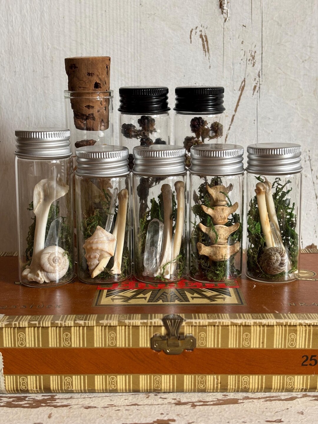 Vial Bone Filled Terrarium Oddities and Curiosities Witchcraft ...