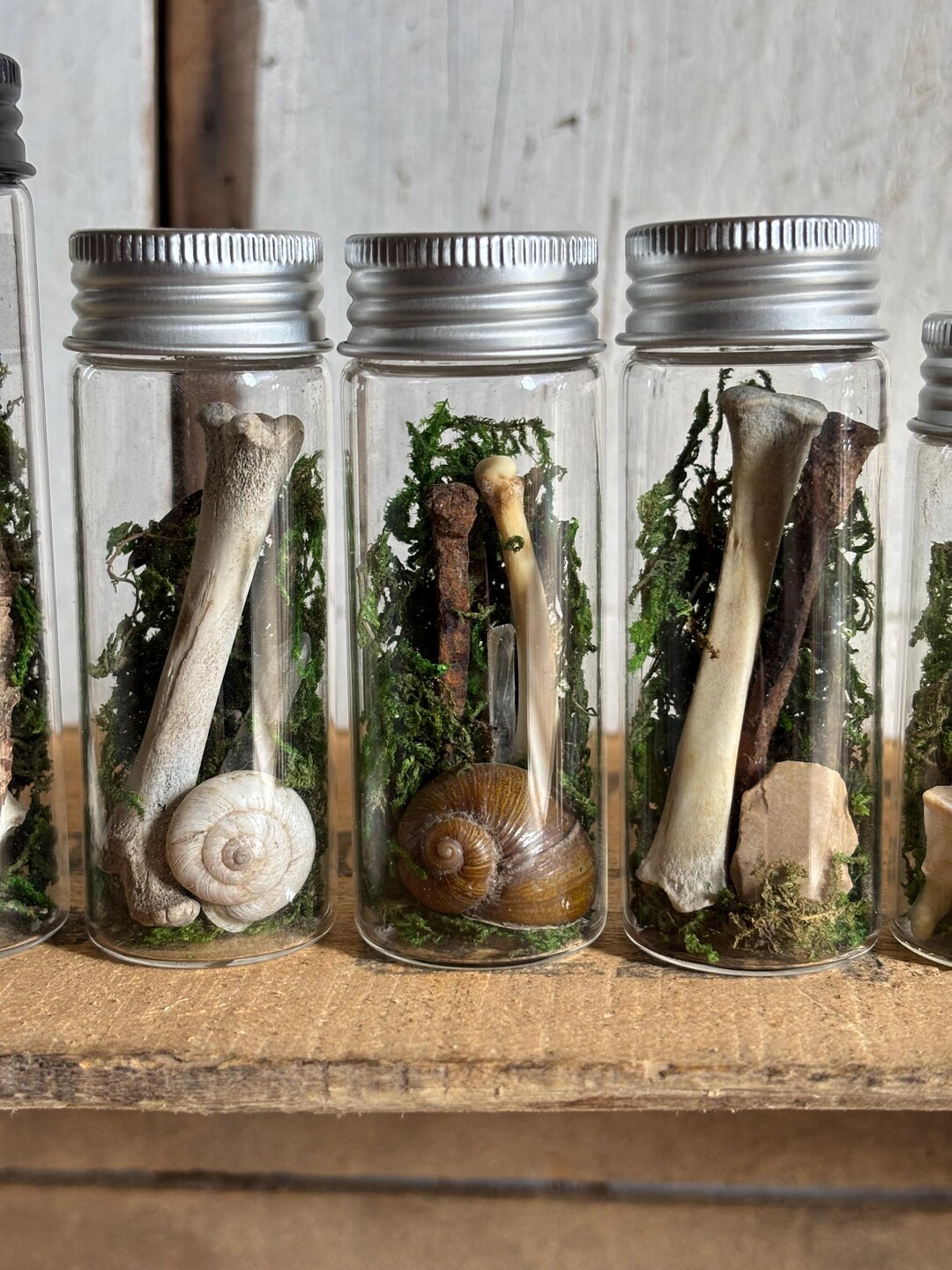 Moss Jar Terrarium, Bones in a Jar, Natural History Display, Dark ...