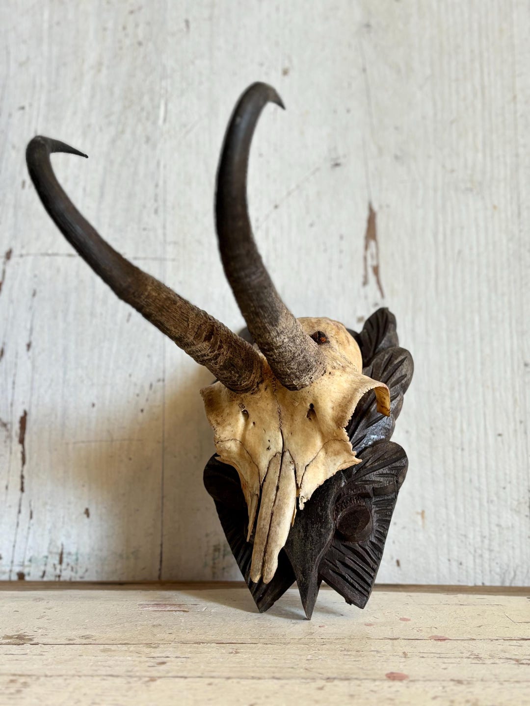 Antique Aged Chamois Skull Alpine Mountain Goat Trophy Wall Hanging Oak ...