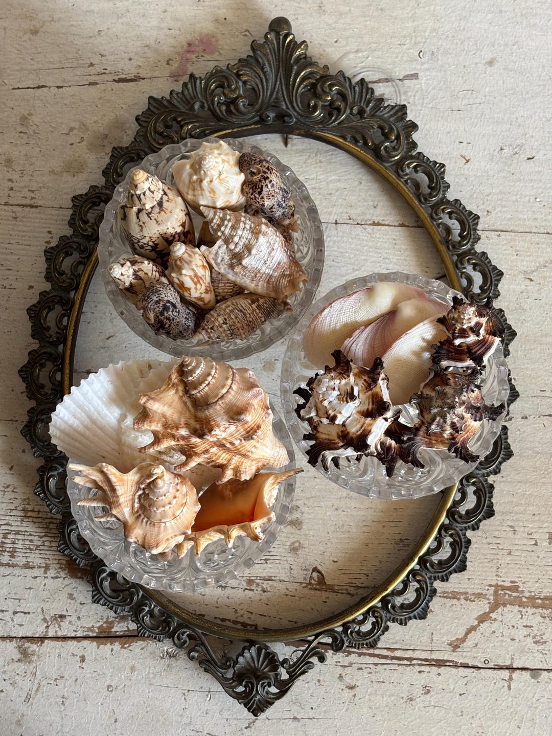 Seashells Collection Terrarium Aquarium Nautical Decor Beach Themed ...