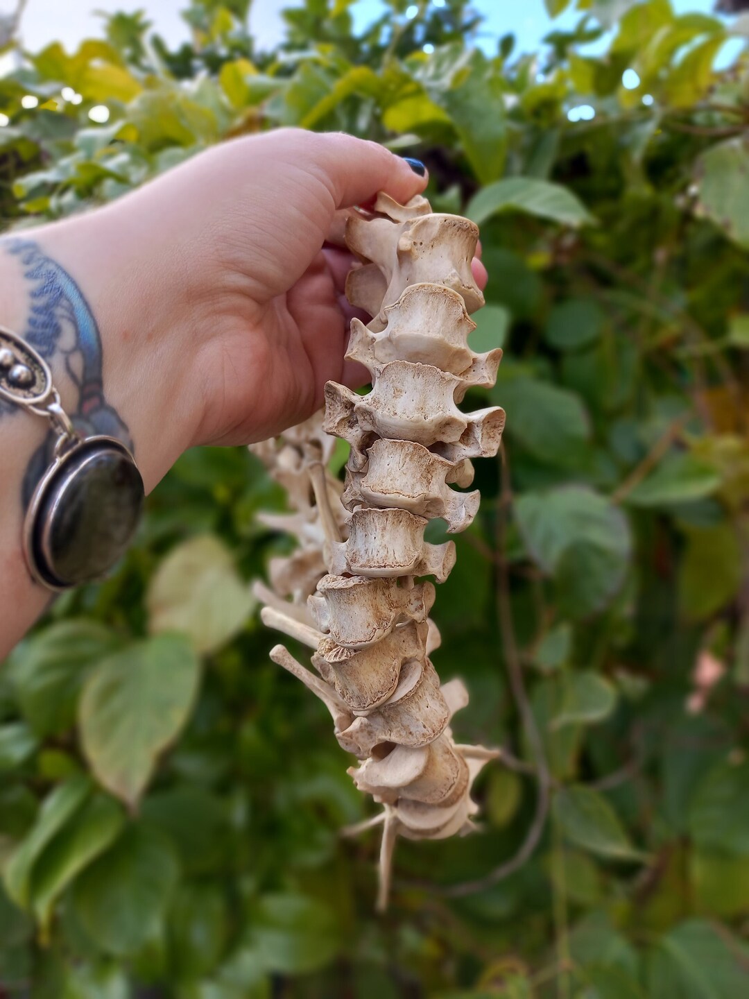 Rare Vintage Canidae Species Spine Bone Vulture Culture Taxidermy ...