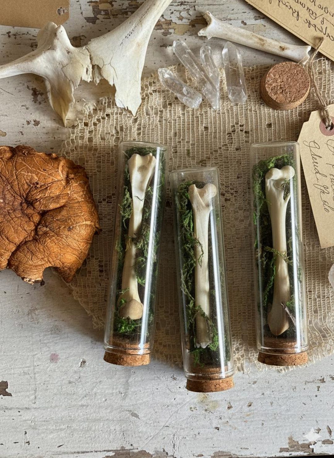 3 Vials With Harvested Bones, Oddities Collection, Vulture Culture - Etsy