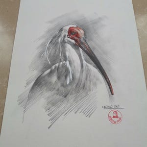 Original Artwork Pencil Drawing,ink Sketch on Paper,animal,red Ibis ...