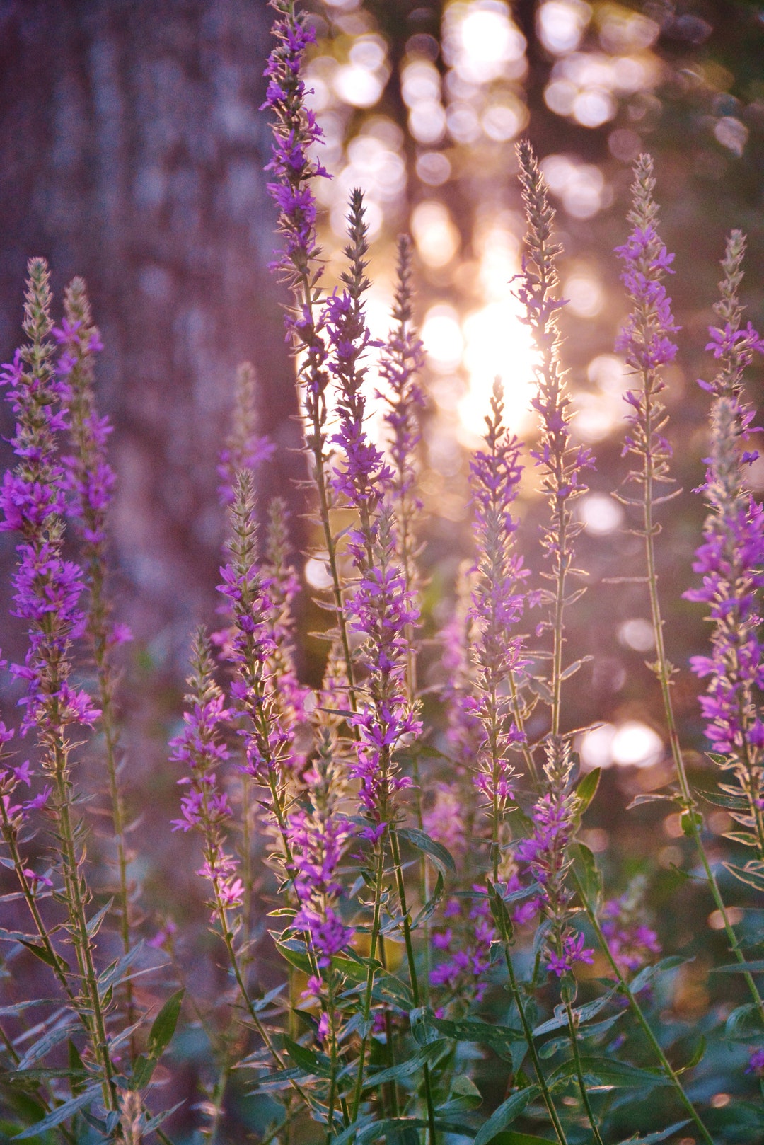 Sun Rays Through Purple Flowers - Etsy