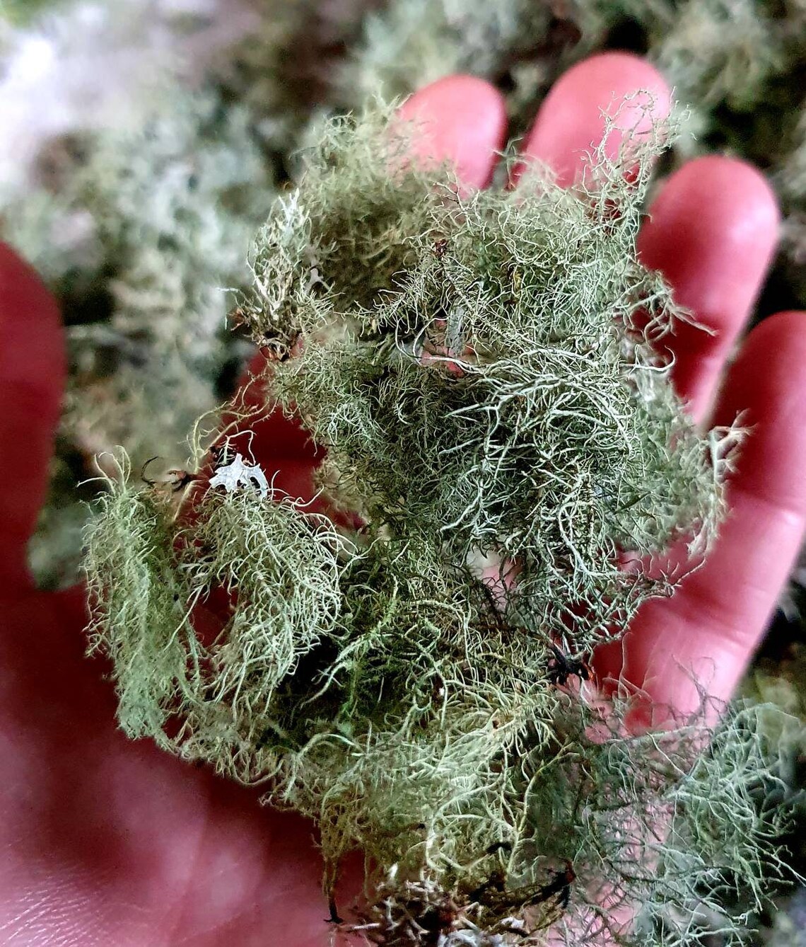 Scottish Dried Oak Moss and Dried Beard Moss - Etsy UK