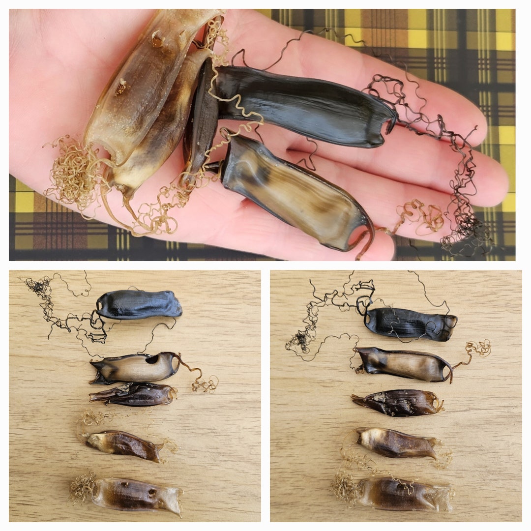 Scottish Mermaid's Purses - Etsy UK