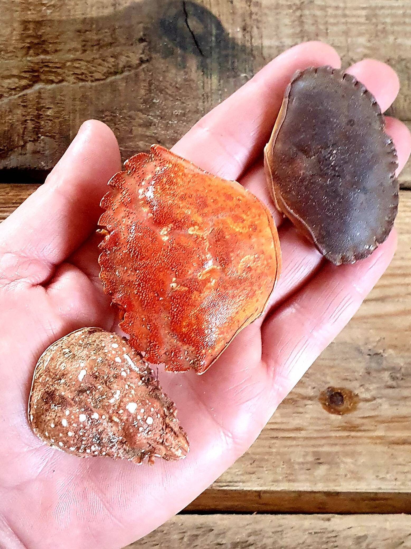 Crab Spider Scotland at Elizabeth Foreman blog