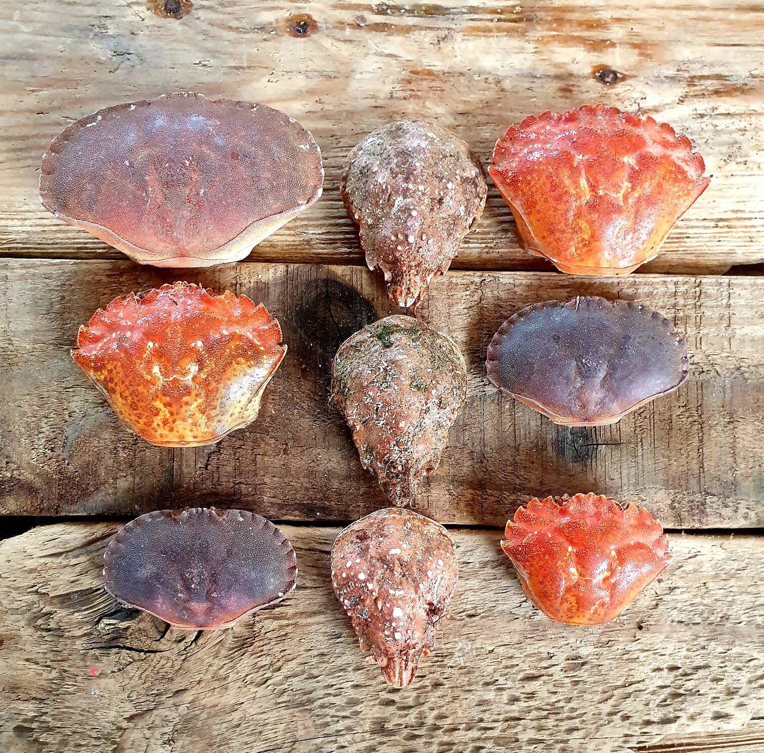 Crab Spider Scotland at Elizabeth Foreman blog