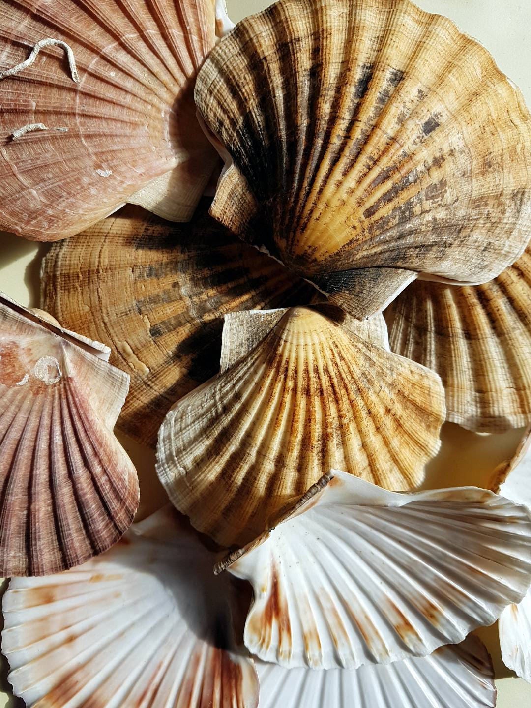 Scottish King Scallop Clamshells and Oyster Shells - Etsy