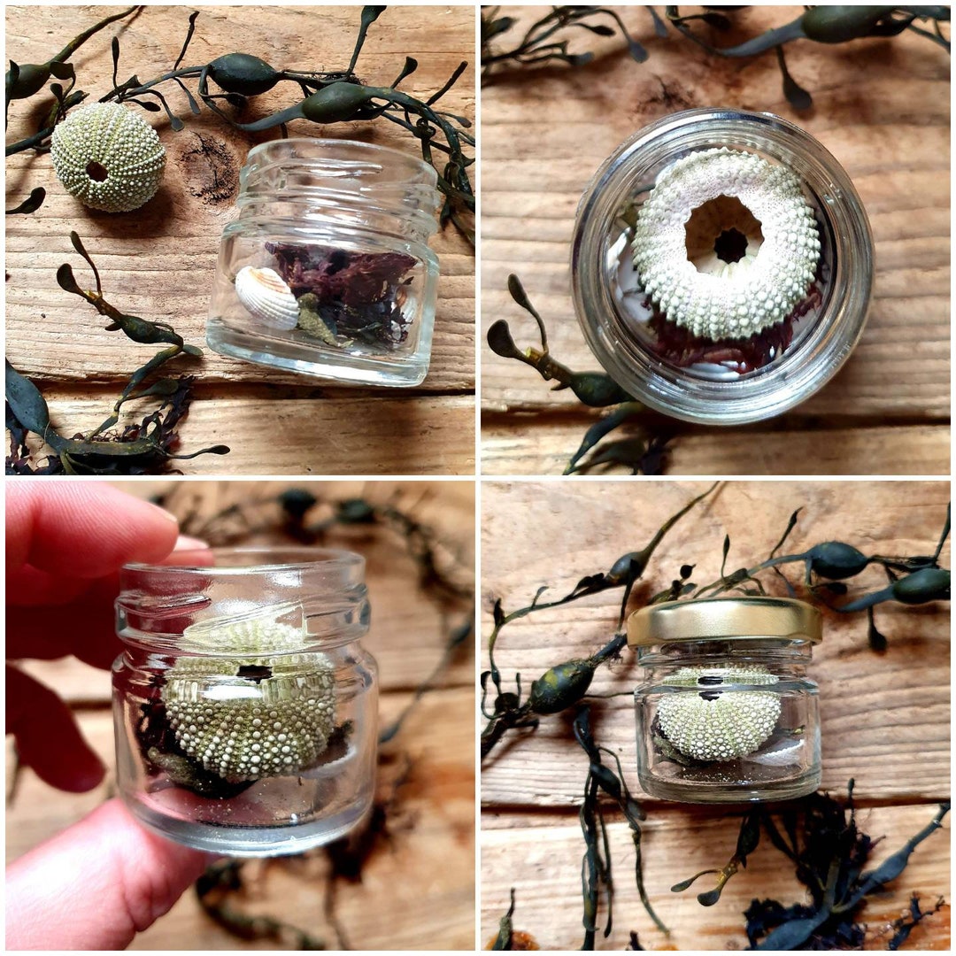 Scottish Curio Jars, Red Fox Vertebra, Mermaid's Purse, Crab Claw, Sea ...