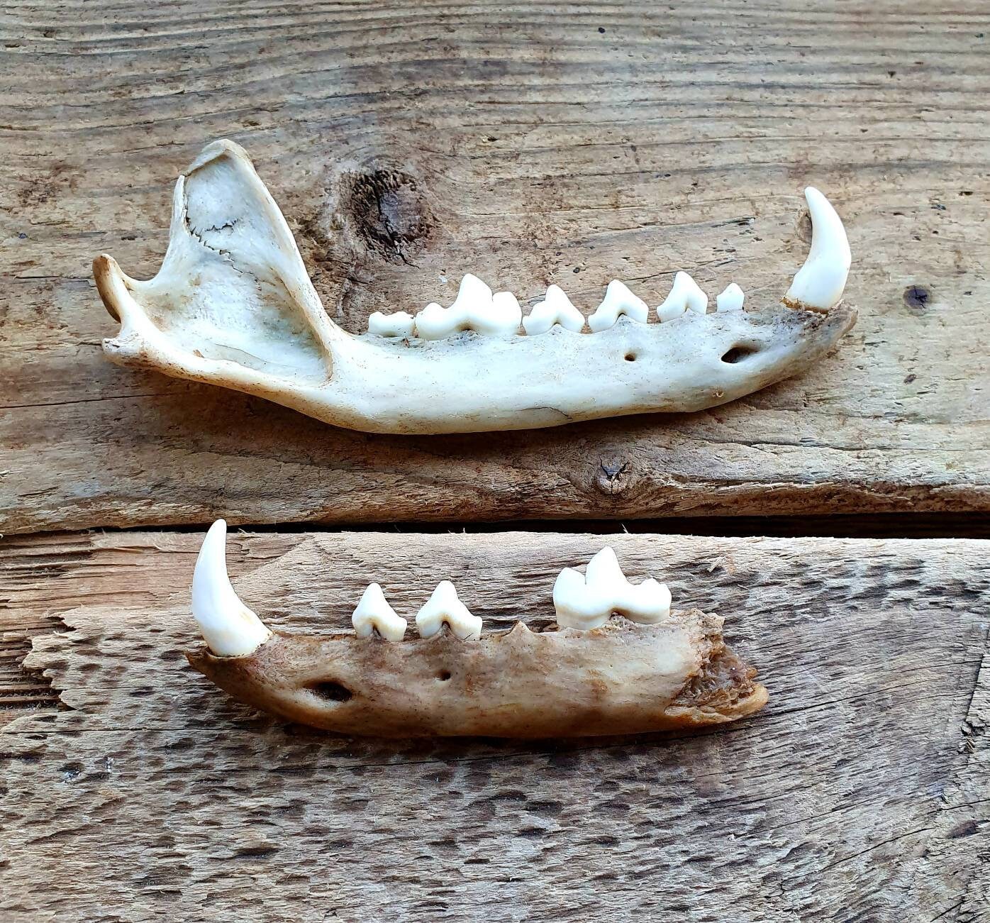Scottish Red Fox Jawbone and Teeth - Etsy UK