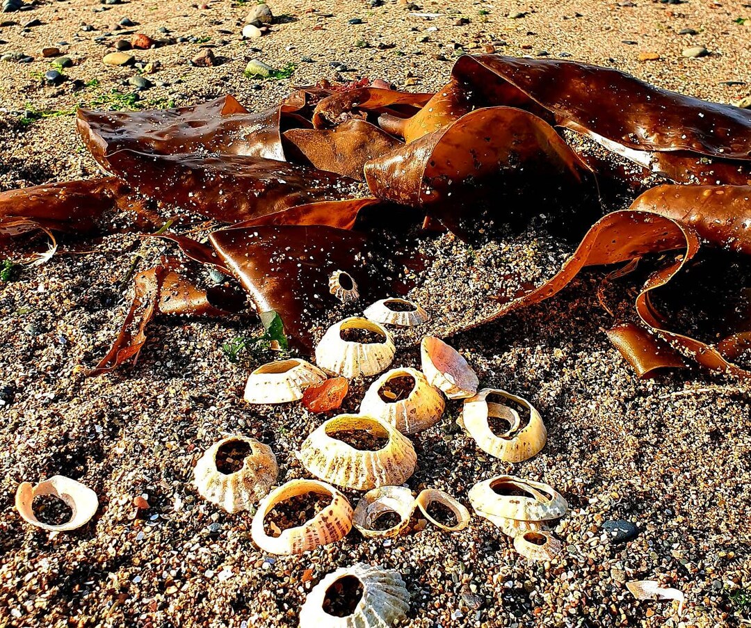 Scottish Limpet Shell Rings, Seashells - Etsy