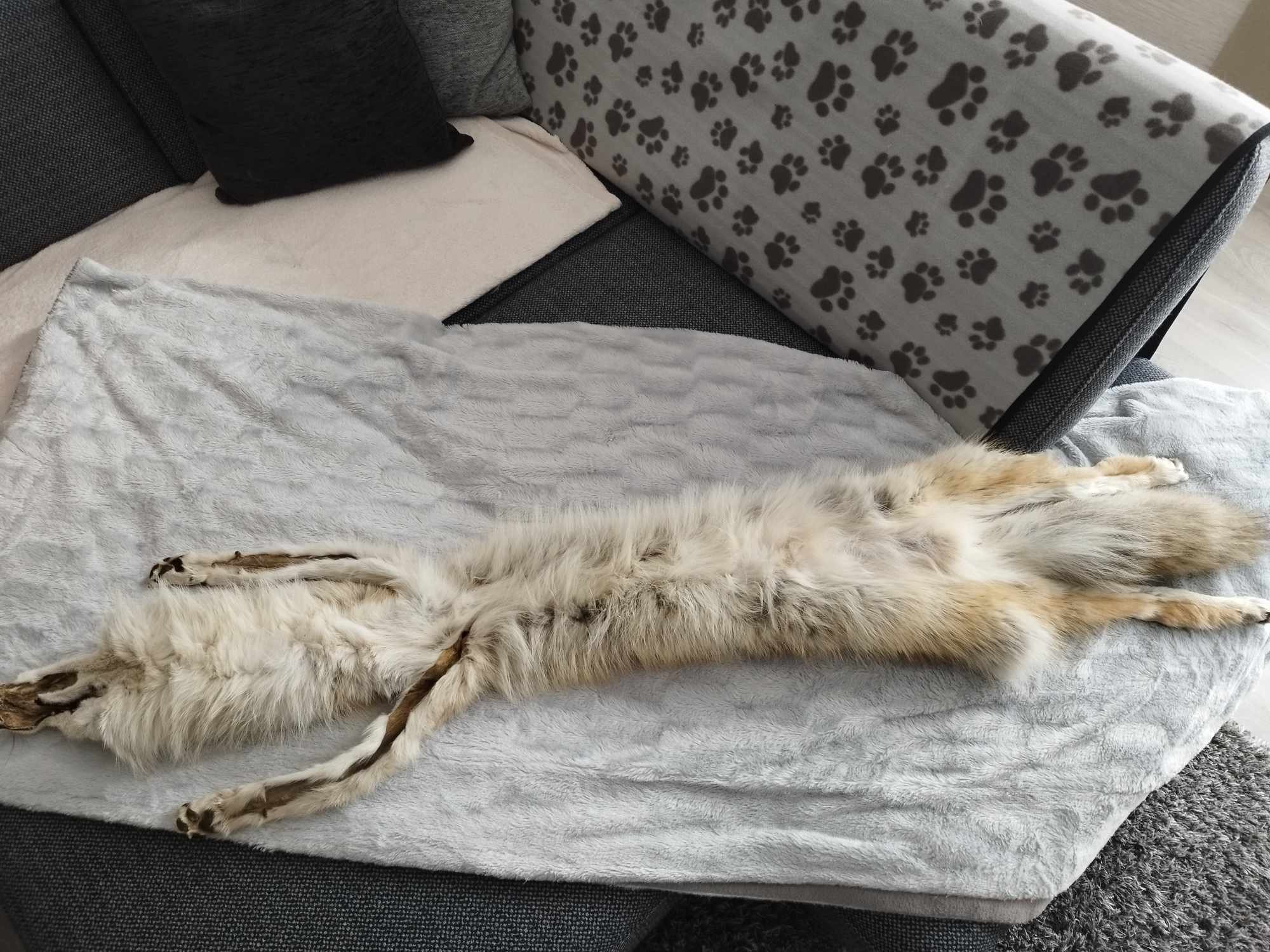 Echt Fell, Tier Fell, Felle, Pelz, Coyote, Coyotenfell, Taxidermy, Fur ...