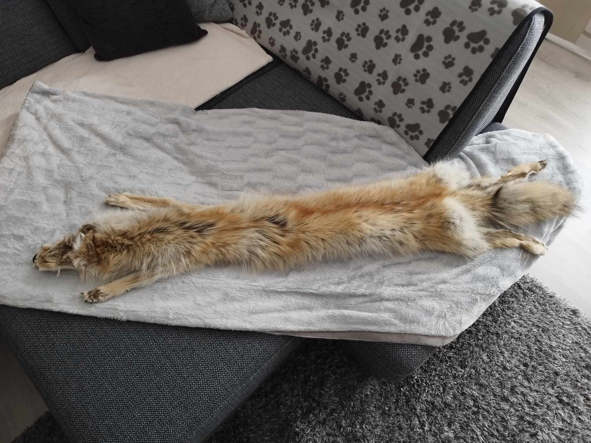 Echt Fell, Tier Fell, Felle, Pelz, Coyote, Coyotenfell, Taxidermy, Fur ...