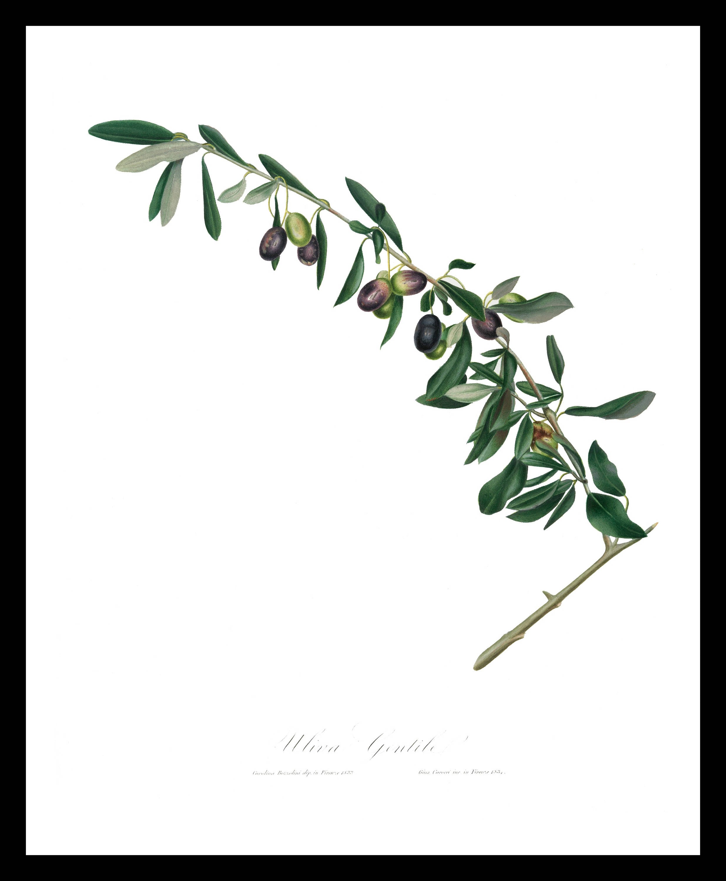 Olive Botanical