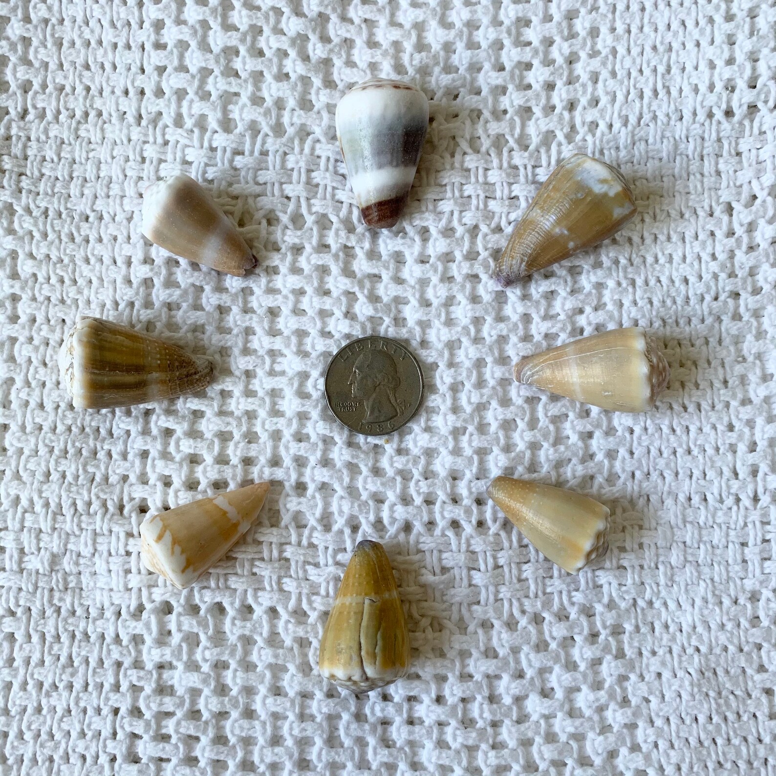 Hawaiian Large Cone Shell Lot Of 8 PCS | Etsy