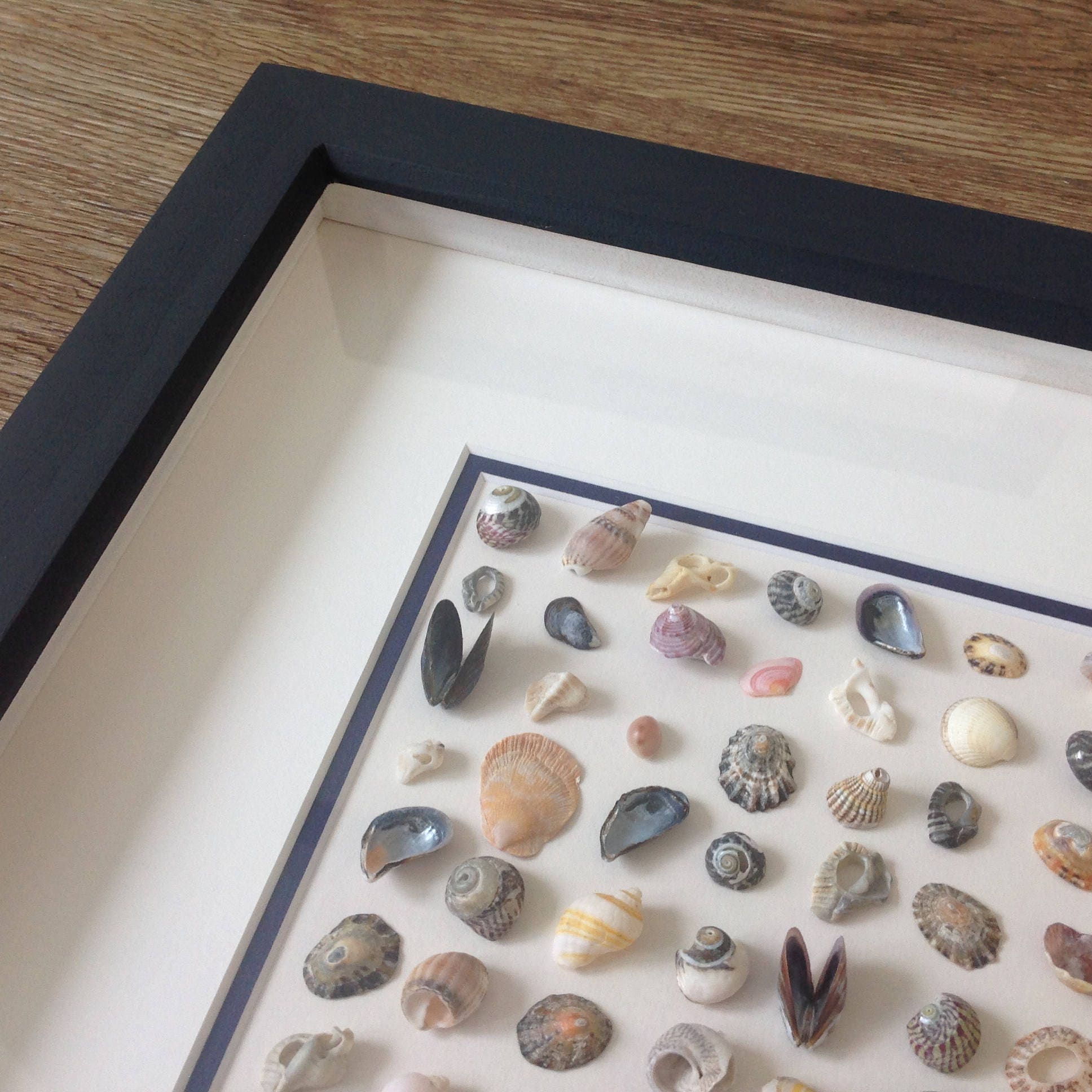 Sea Shell Art From the North Cornwall Coast - Etsy