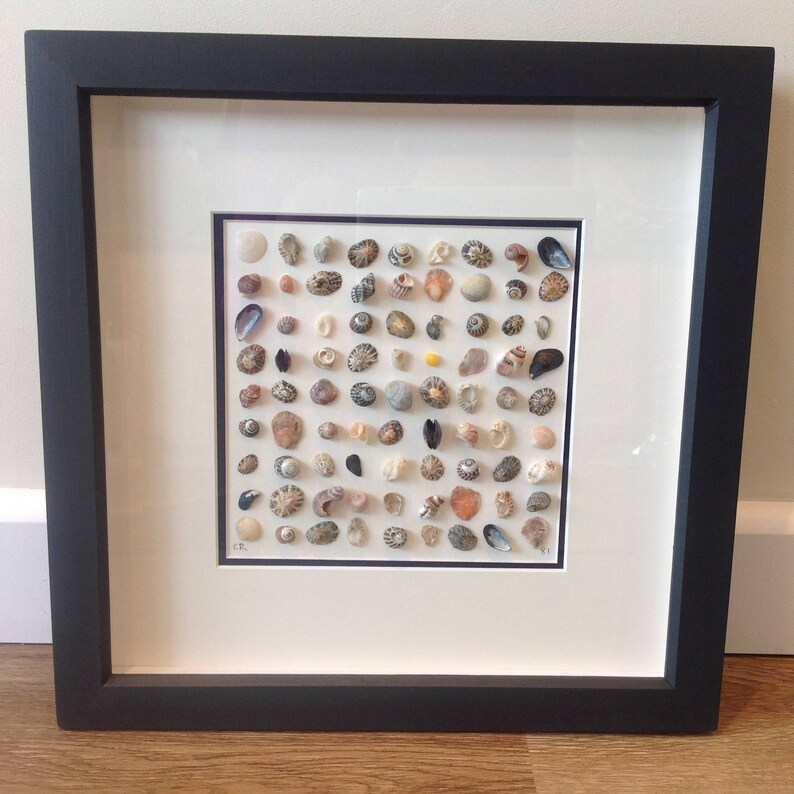Sea Shell Art From the North Cornwall Coast - Etsy