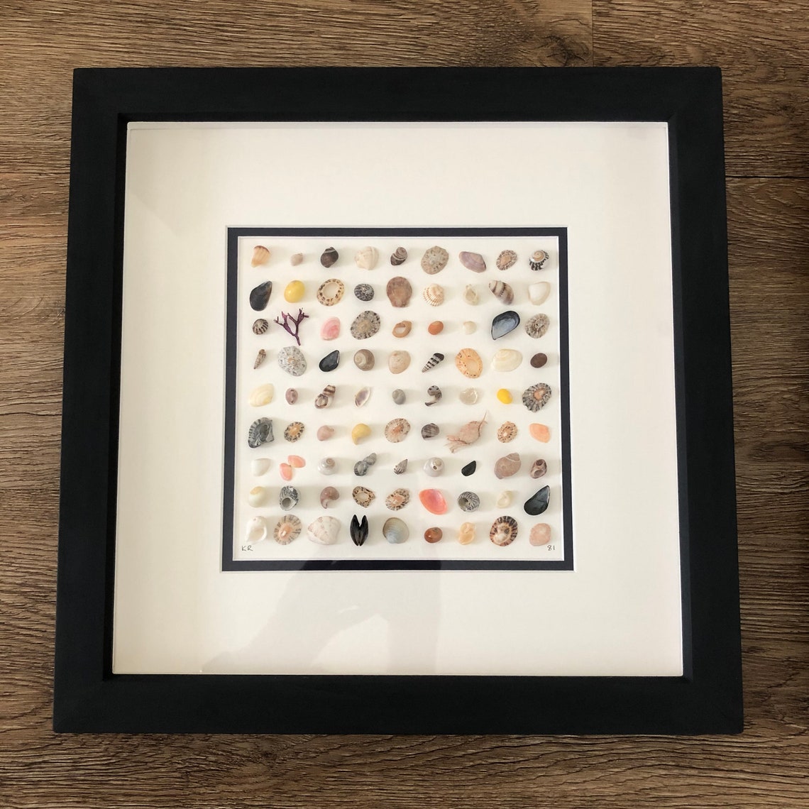 Sea Shell Art From the North Cornwall Coast - Etsy