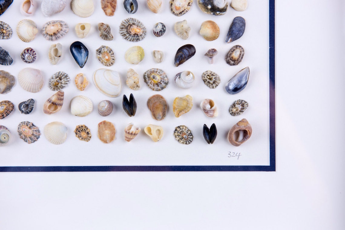 Unique Shell Art From the North Cornwall Coast - Etsy