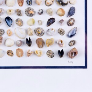 Unique Shell Art From the North Cornwall Coast - Etsy UK