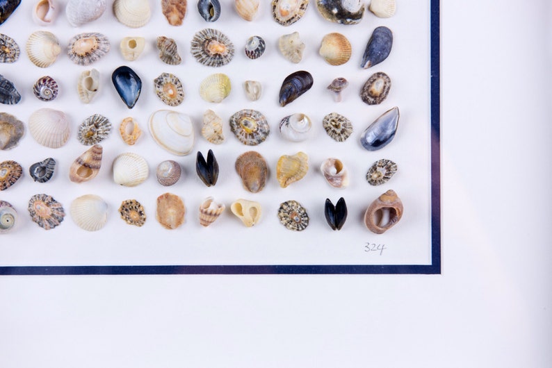 Unique Shell Art From the North Cornwall Coast - Etsy UK