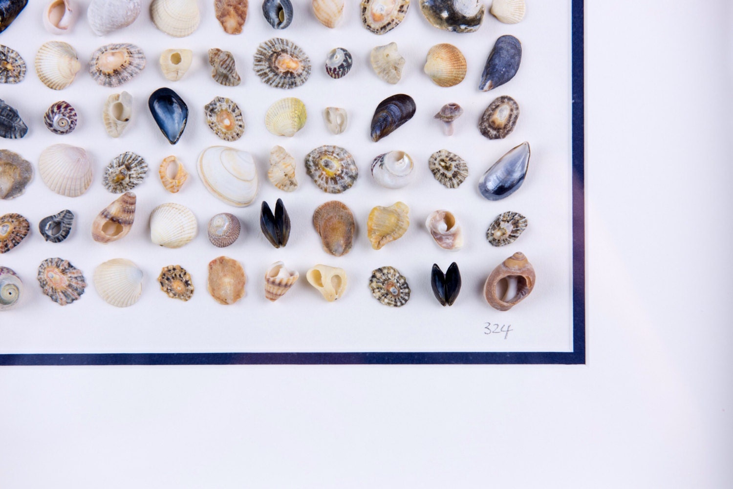 Unique Shell Art From the North Cornwall Coast - Etsy