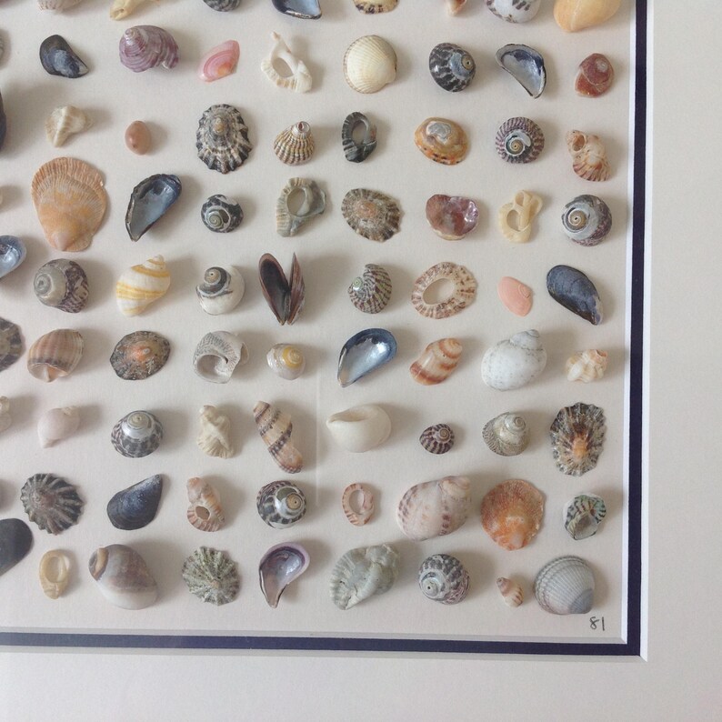 Sea Shell Art From the North Cornwall Coast - Etsy UK
