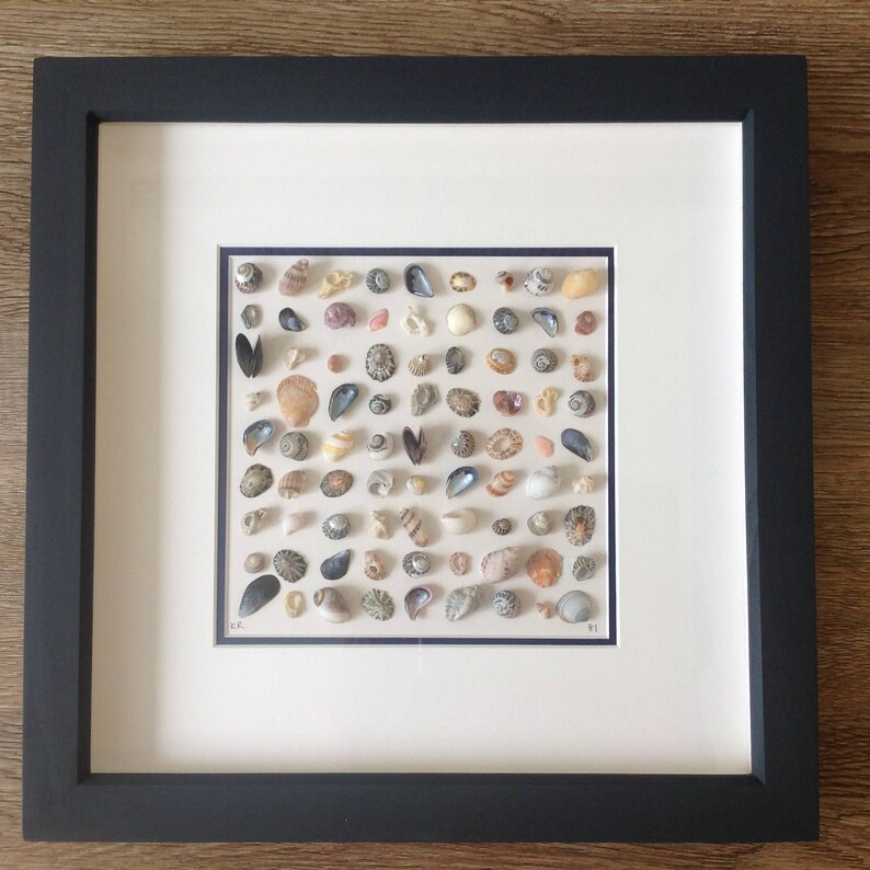 Sea Shell Art From the North Cornwall Coast - Etsy