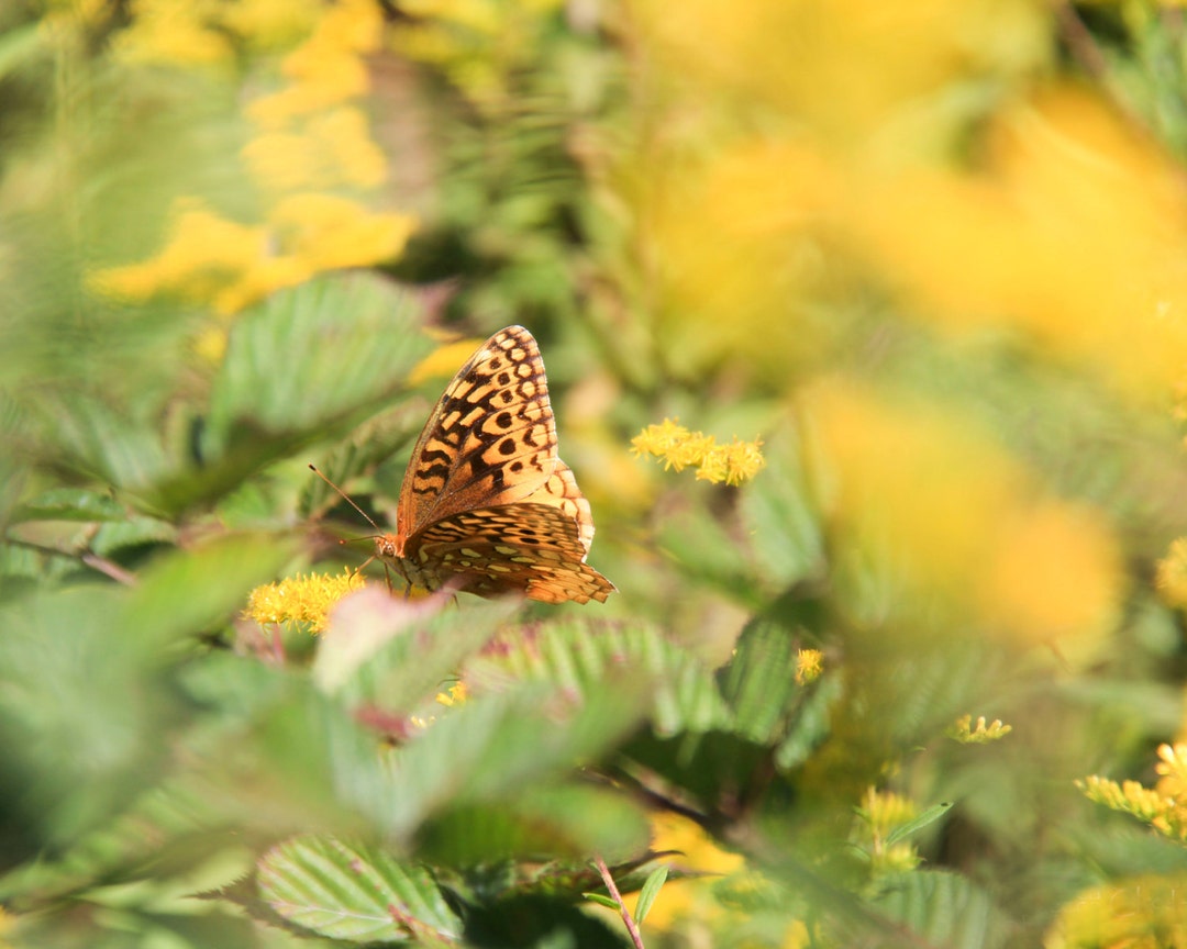 Orange Butterfly Print, Fine Art Photography, Nature Photography - Etsy