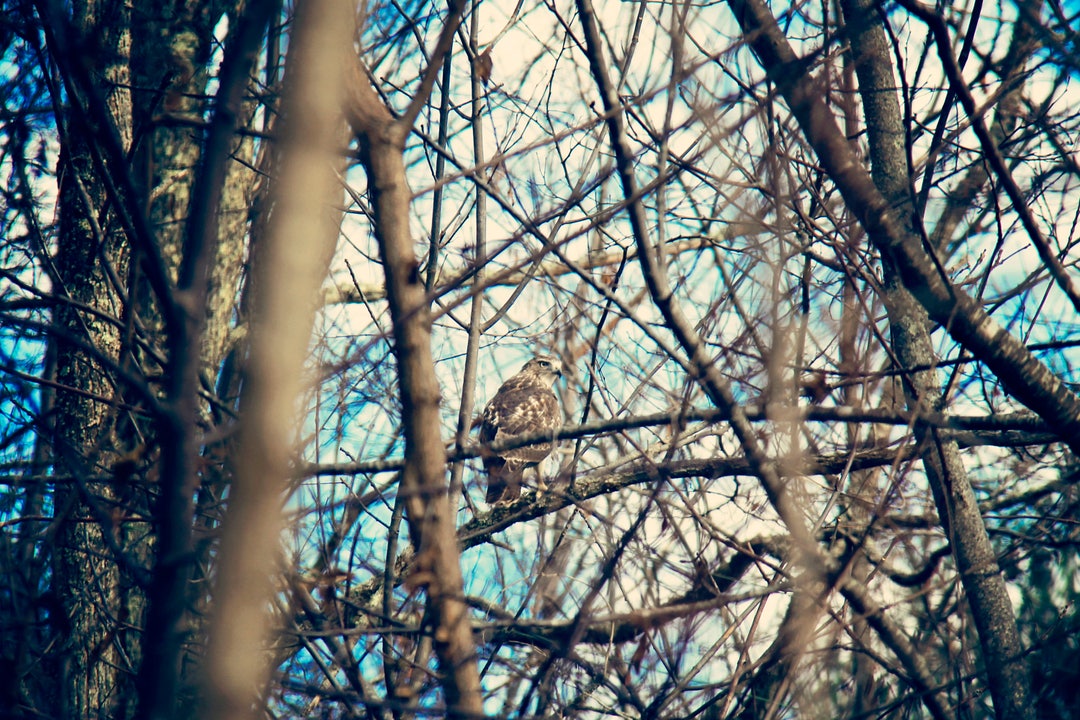 Hawk Print, Nature Photography, Birds of Prey - Etsy