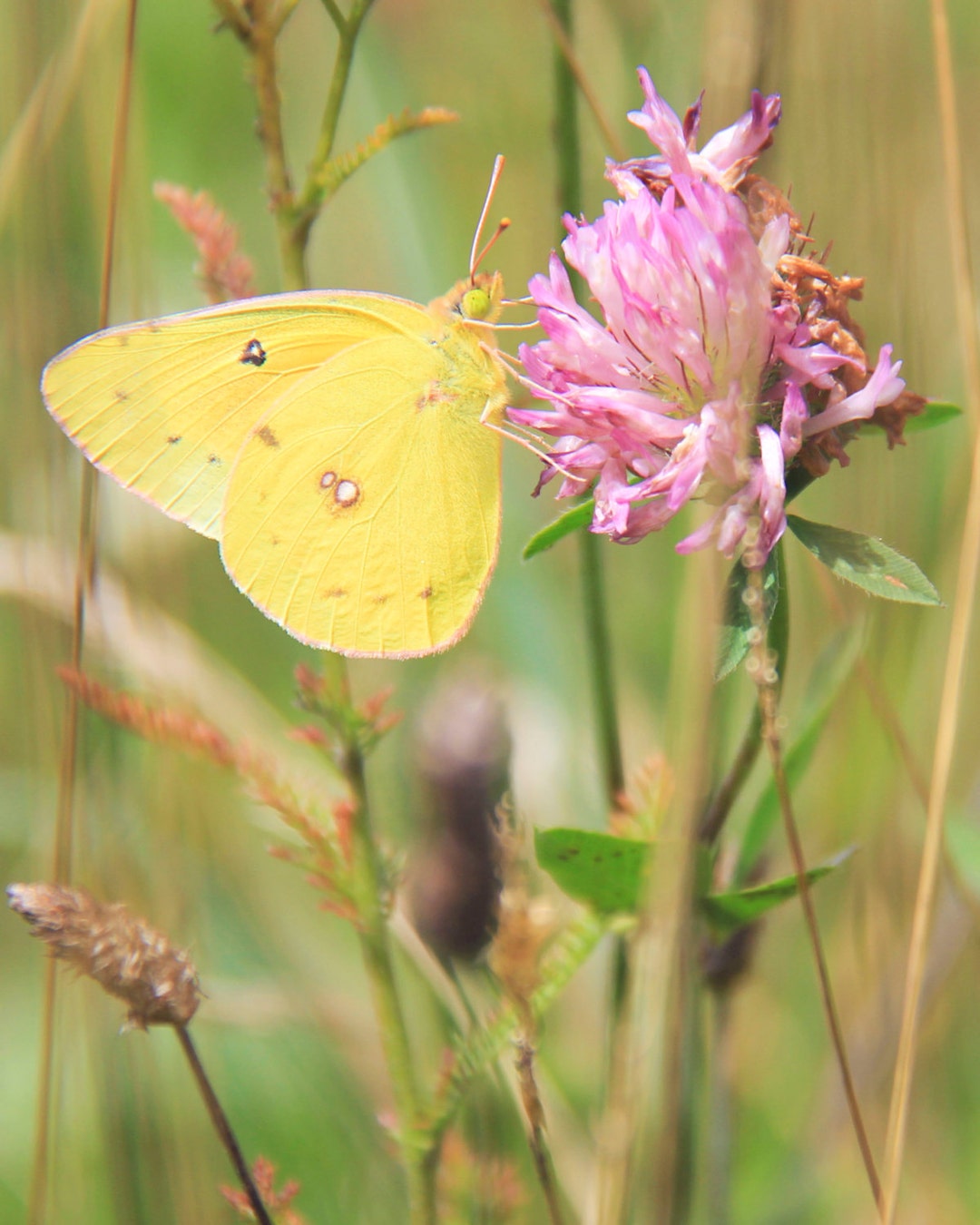 Yellow Butterfly Print, Wall Art, Nature - Etsy