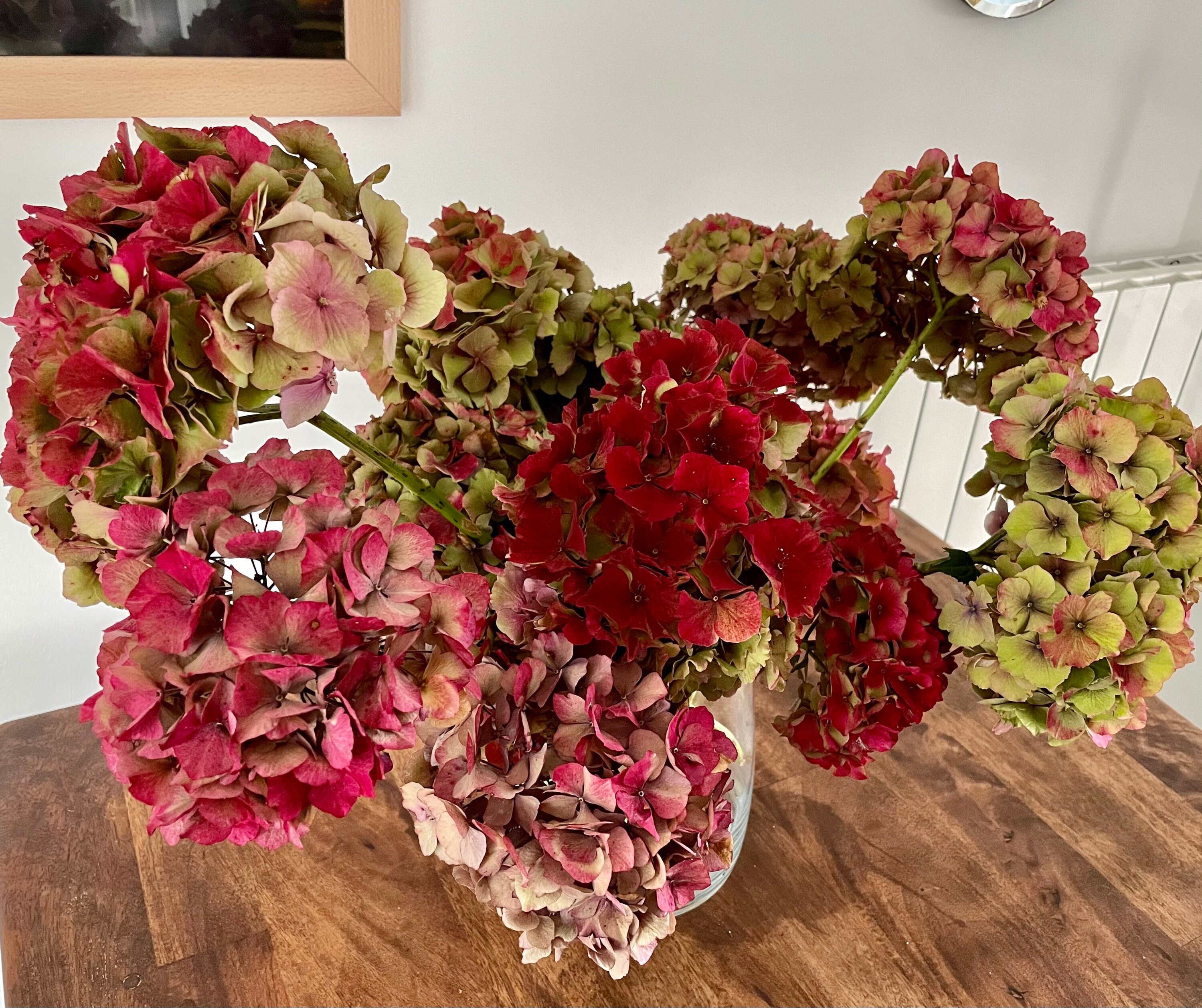 Large Premium Quality Dried Burgundy Hydrangea Stems. 3 Delicate Flower ...