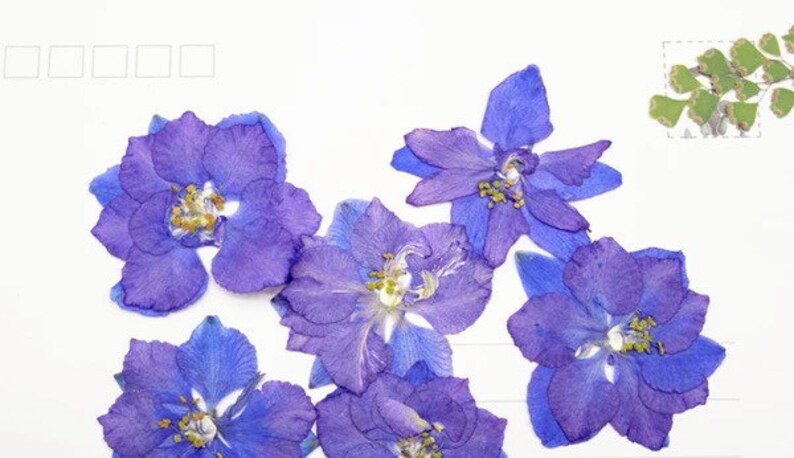Pressed Flying Swallow (12 Flowers per Package) - Etsy Australia