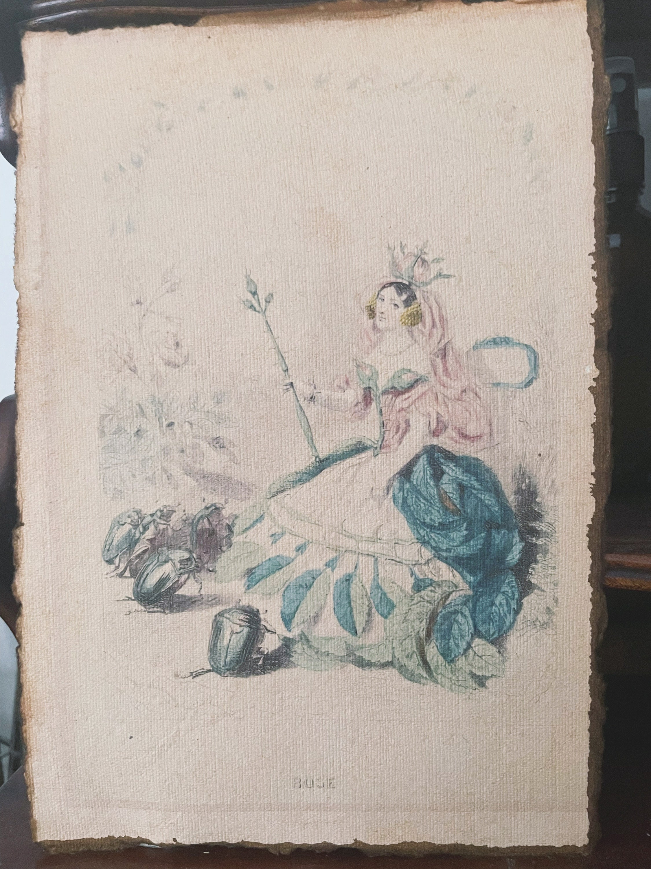 Vintage French Botanical Prints Set Art Print Antique - Etsy