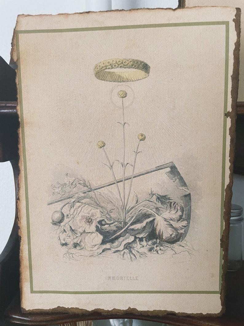 Vintage French Botanical Prints Set Art Print Antique | Etsy