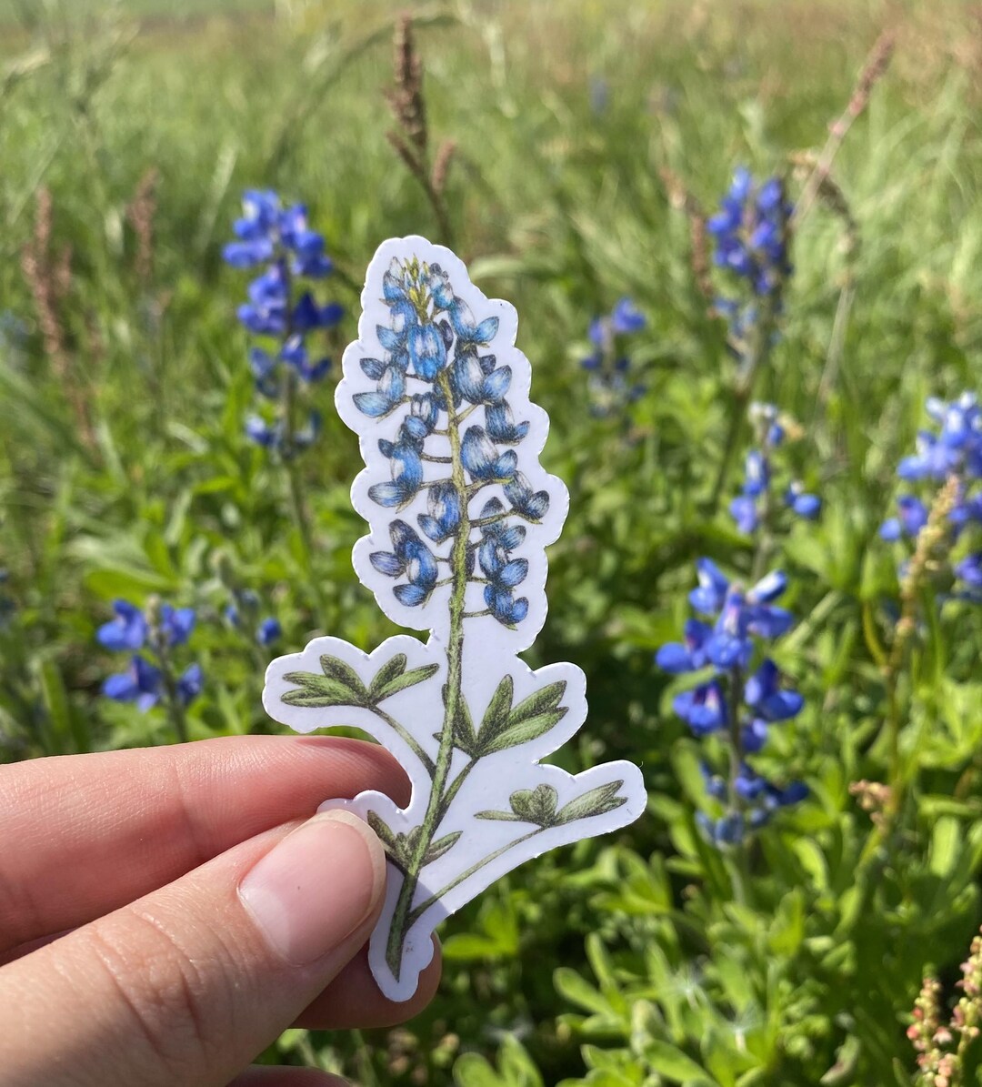 Bluebonnet Texas Wildflower Pen and Watercolor Sticker - Color - Etsy